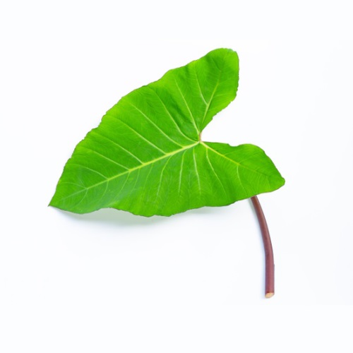 Fresh Patra Leaves 1 pic (Colocasia Leaves/Chamakura/Seppankizhangu ...